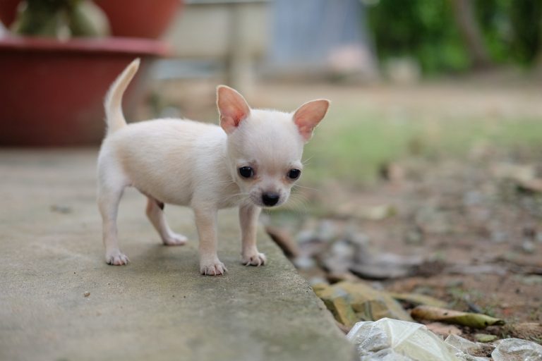 Are Chihuahuas Safe in Cold Weather? - iHeartDogs.com