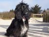 The 15 Most Curious Dog Breeds On The Planet - iHeartDogs.com