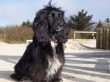 The 15 Most Curious Dog Breeds On The Planet - iHeartDogs.com