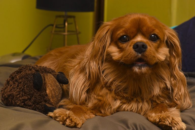 15 Best Dog Breeds for Getting Along with Other Pets - iHeartDogs.com