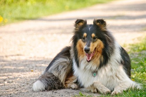 Ideal Diet for Collies - The Ultimate Collie Feeding Guide - iHeartDogs.com