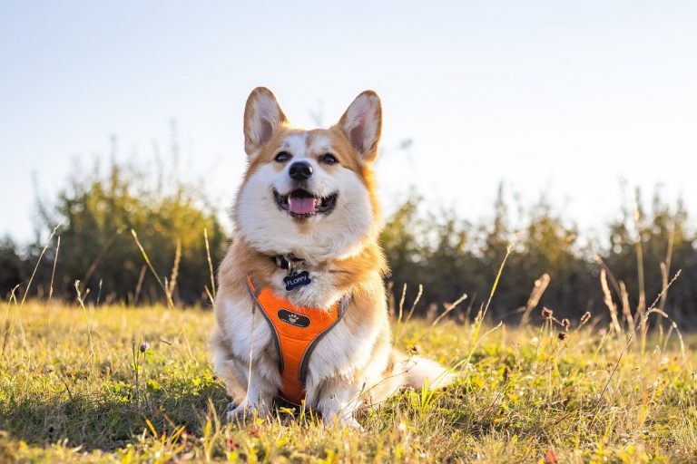 Ideal Diet for Corgis - The Ultimate Corgi Feeding Guide - iHeartDogs.com
