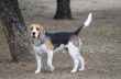 Ideal Diet for Beagles - The Ultimate Beagle Feeding Guide - iHeartDogs.com