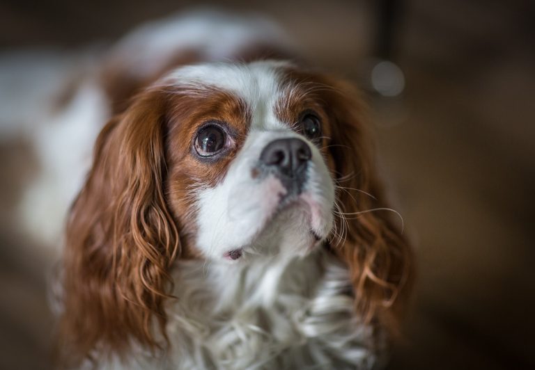 15 Dog Breeds with the Most Expressive Faces - iHeartDogs.com