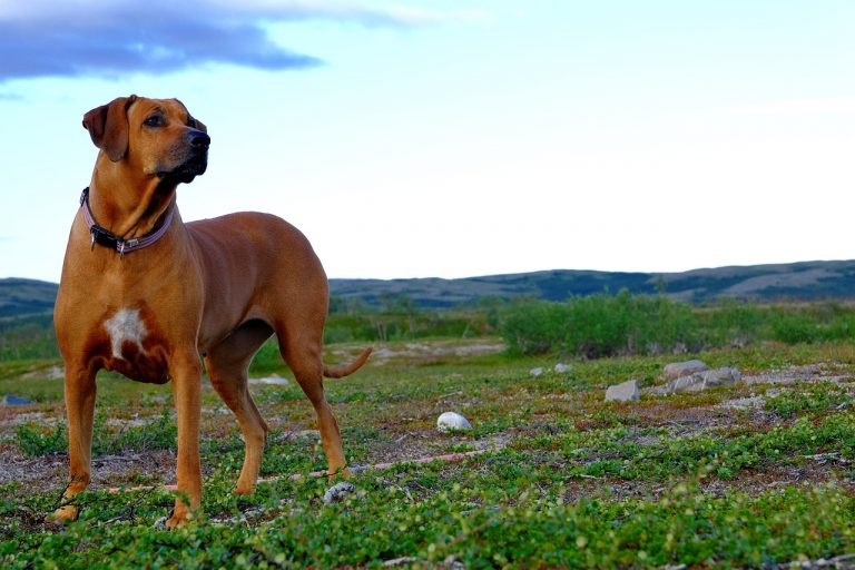 10 Best Dog Breeds for Joggers - iHeartDogs.com
