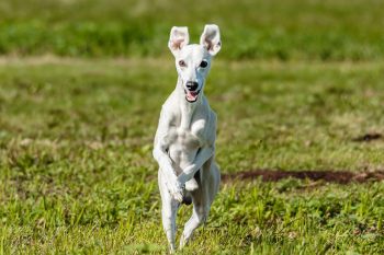 15 Dog Breeds with the Most Impressive Jumping Abilities - iHeartDogs.com