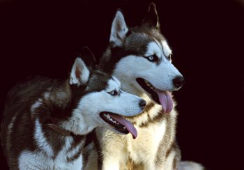 Ideal Diet for Huskies - The Ultimate Husky Feeding Guide - iHeartDogs.com