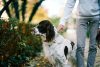 Ideal Diet for English Springer Spaniels - The Ultimate English ...