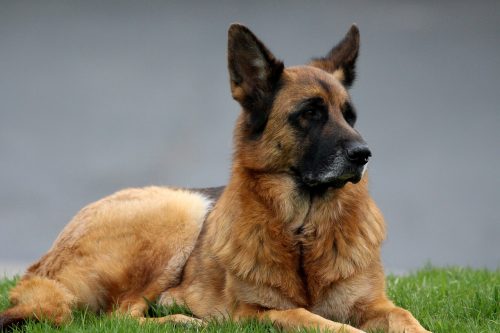 2025’s Most Popular Dog Breeds in the US, Ranked by the American Kennel ...