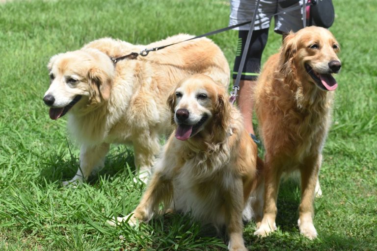 10 Dog Breeds with the Best Sense of Direction - iHeartDogs.com