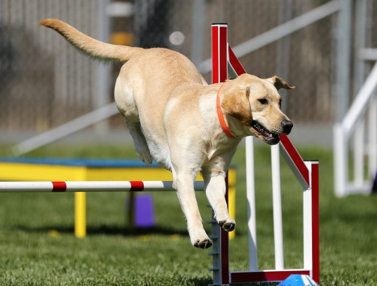 15 Dog Breeds with the Most Impressive Jumping Abilities - iHeartDogs.com