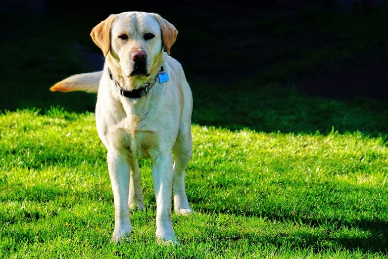 12 Best Dog Breeds for Suburban Families - iHeartDogs.com