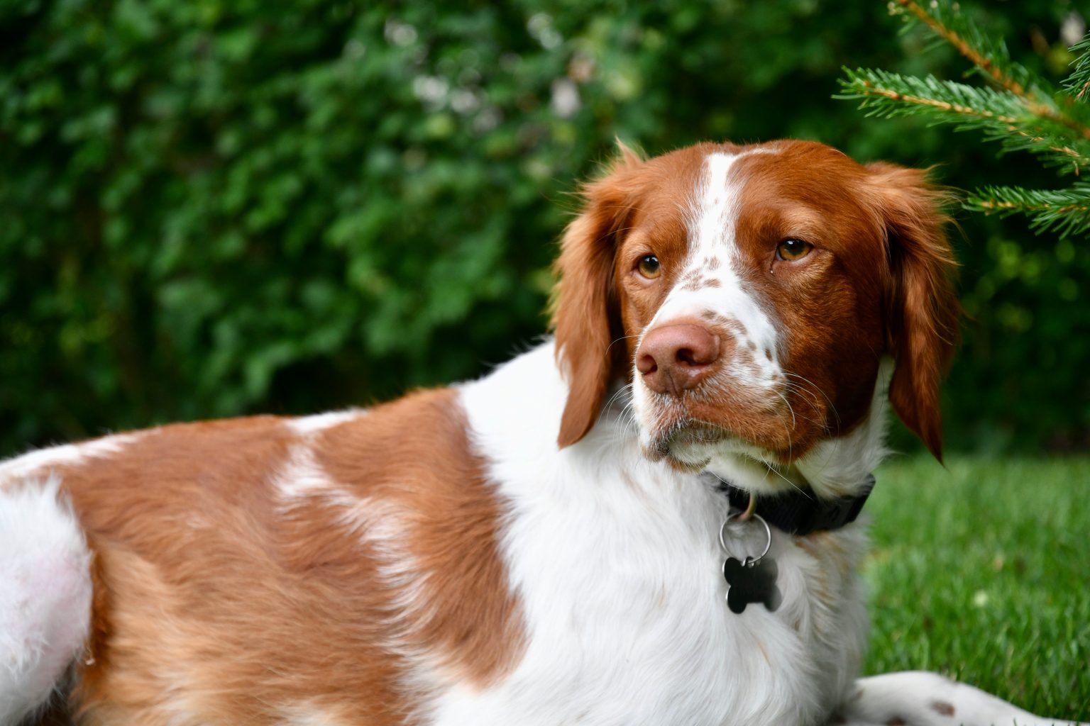 15 Most Energetic Dog Breeds for Active People - iHeartDogs.com