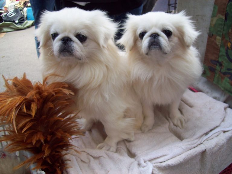 Ideal Diet for Pekingese's - The Ultimate Pekingese Feeding Guide ...