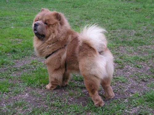 Ideal Diet for Chow Chows - The Ultimate Chow Chow Feeding Guide ...