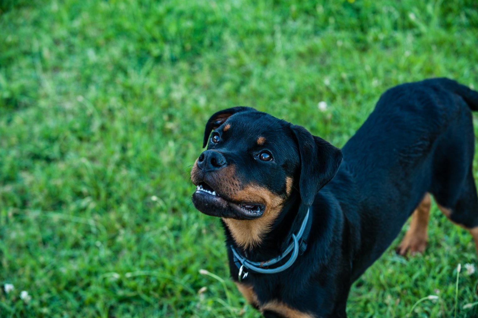 How Much Does a Rottweiler Bark? - iHeartDogs.com