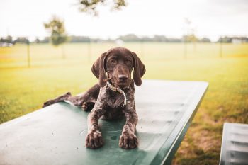 Ideal Diet for German Shorthaired Pointers - The Ultimate German ...