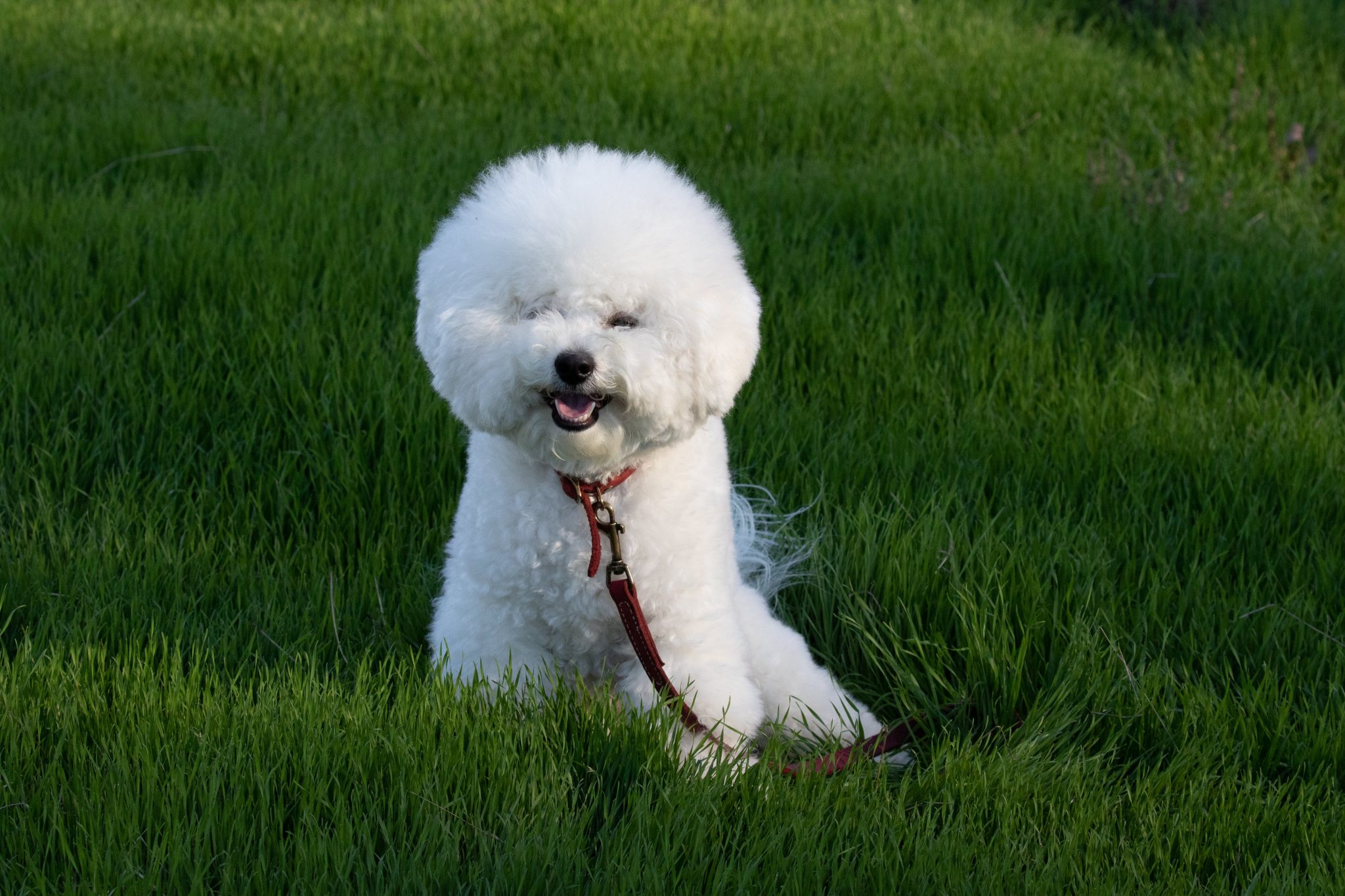 12 Best Dog Breeds for Suburban Families - iHeartDogs.com