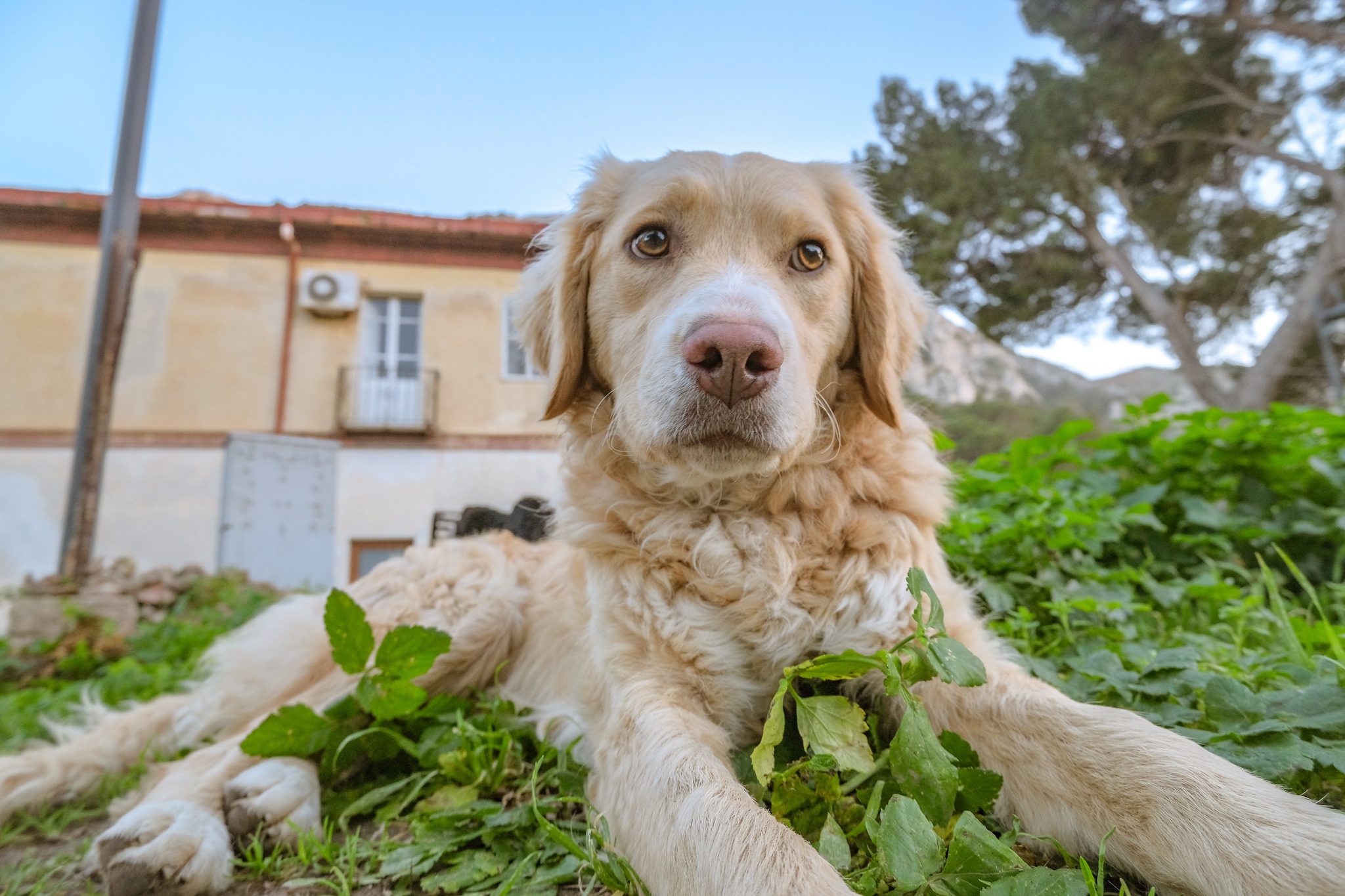 12 Greatest Canine Breeds for Suburban Households - We Love Dogs