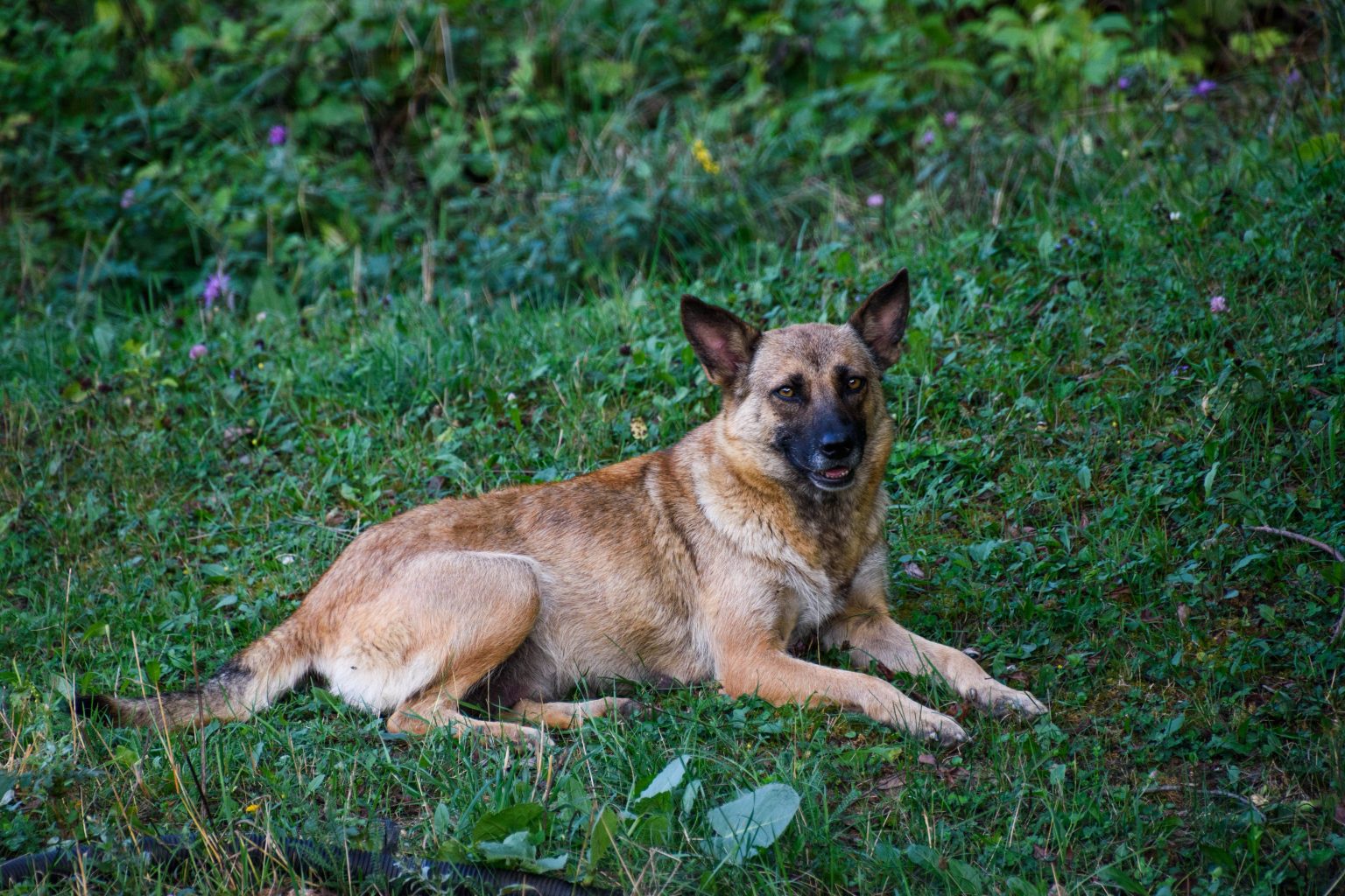 Top 15 Dog Breeds for Guarding Your Home - iHeartDogs.com