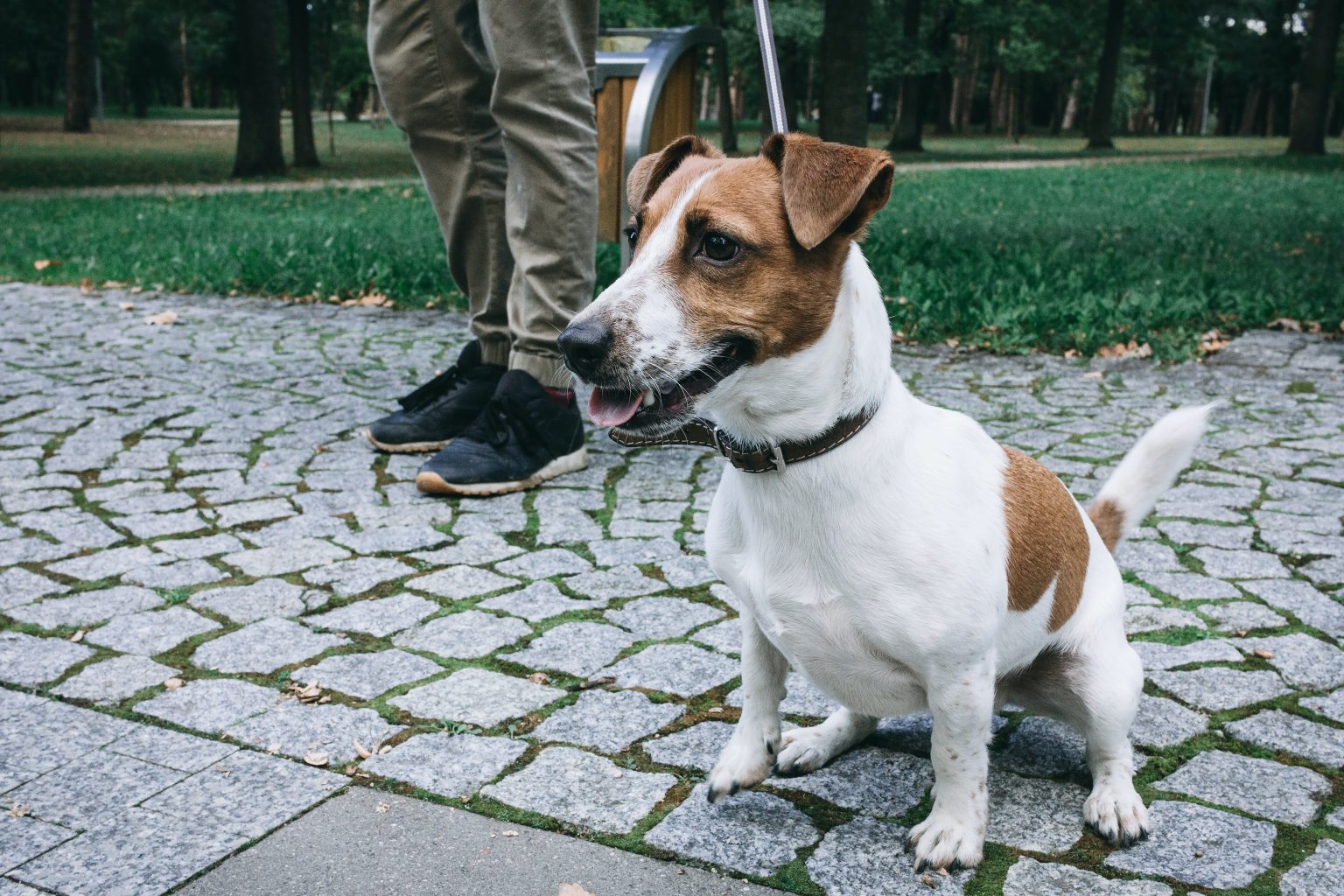 10 Best Dog Breeds for Joggers - iHeartDogs.com