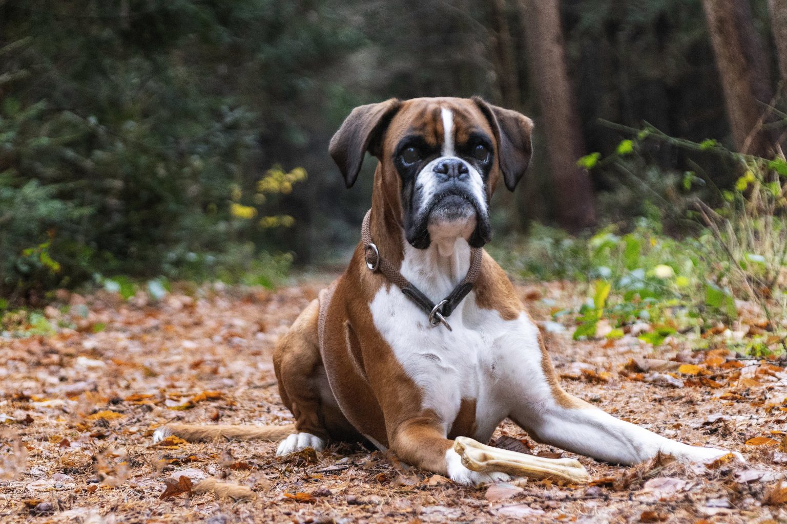 15 Dog Breeds with the Most Expressive Faces - iHeartDogs.com