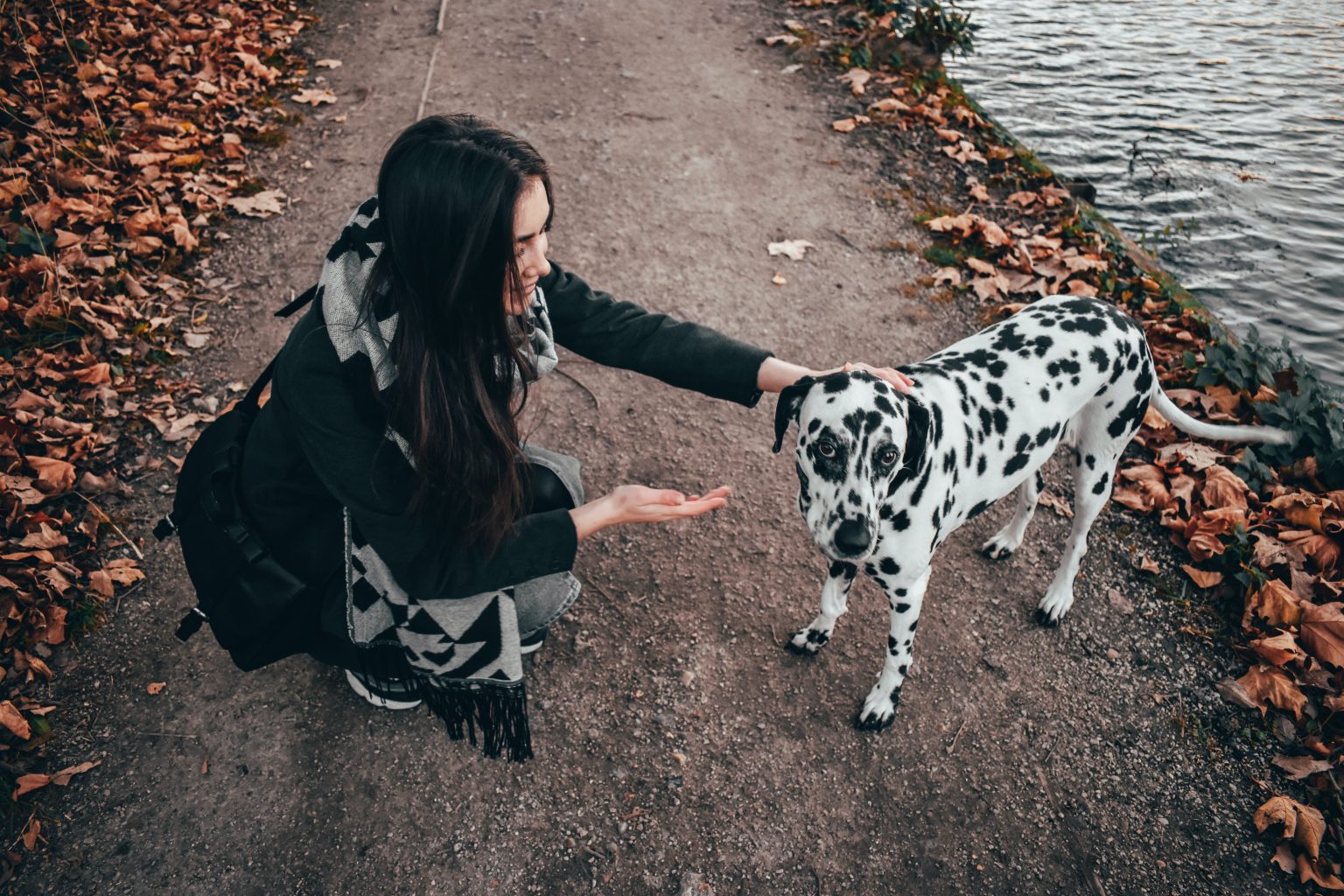 10 Best Dog Breeds for Joggers - iHeartDogs.com