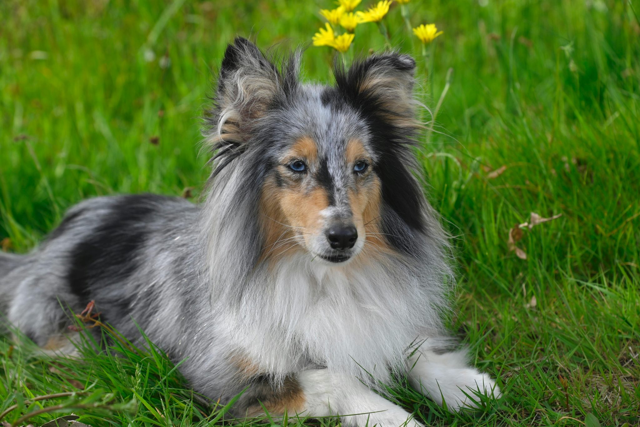 12 Best Dog Breeds for Suburban Families - iHeartDogs.com