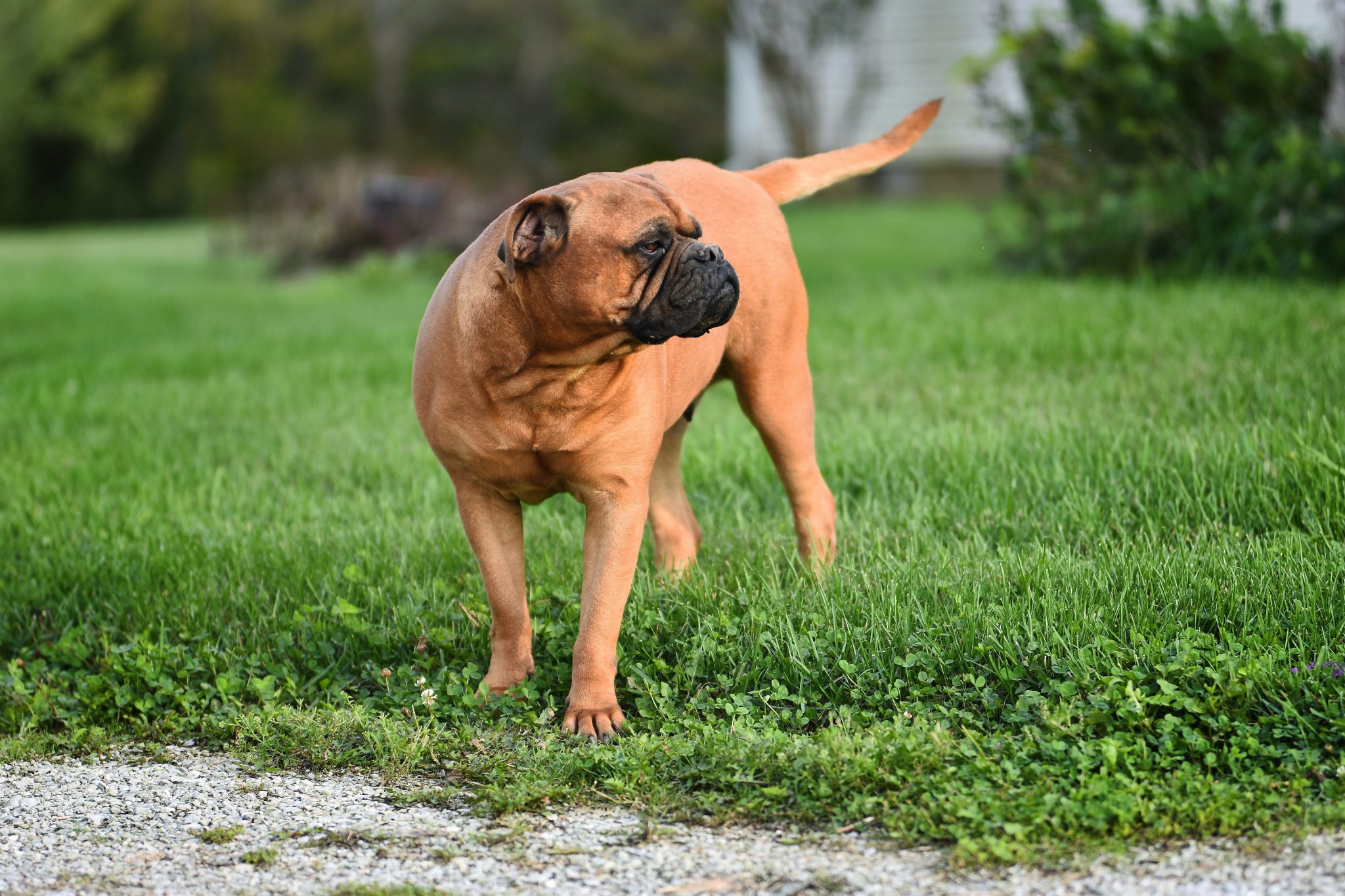 Ideal Diet for Bullmastiffs - The Ultimate Bullmastiff Feeding Guide ...