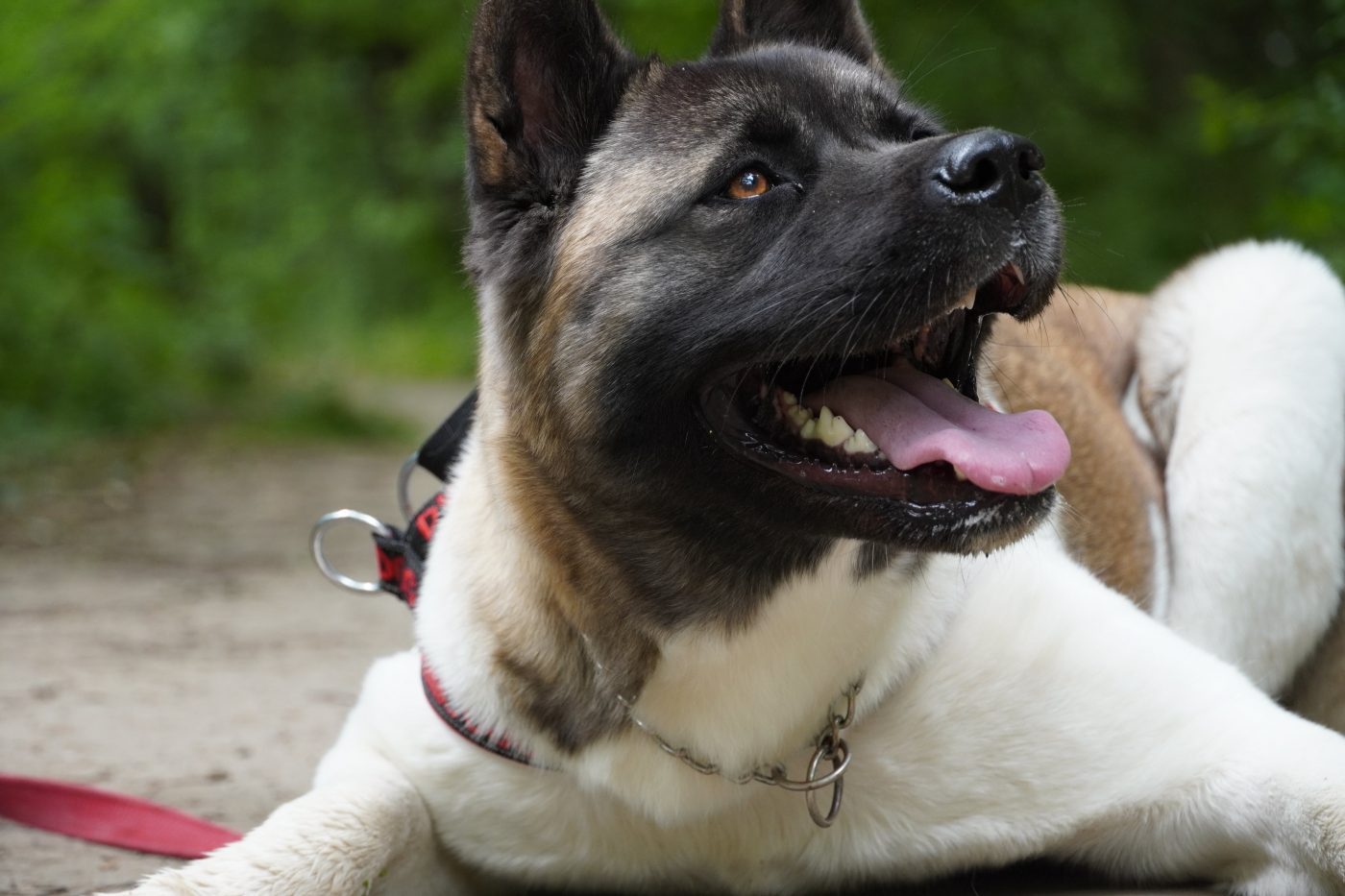 K9 Body Armor