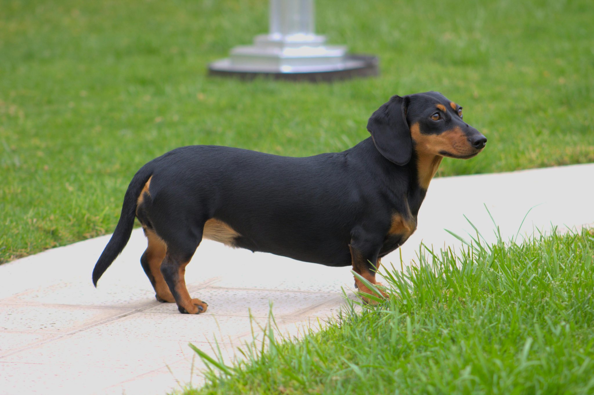 10 Dog Breeds with the Most Unique Bark Sounds - iHeartDogs.com