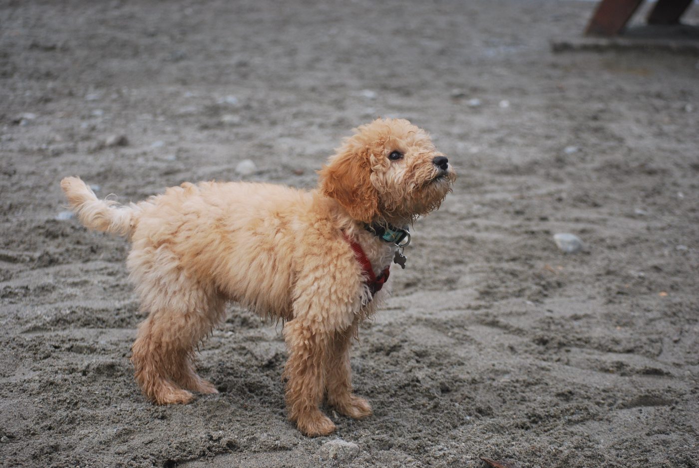 Ideal Diet for Goldendoodles - The Ultimate Goldendoodle Feeding Guide ...