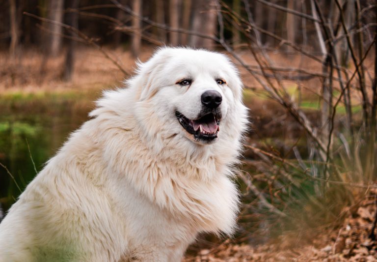 Ideal Diet for Great Pyrenees - The Ultimate Great Pyrenees Feeding ...