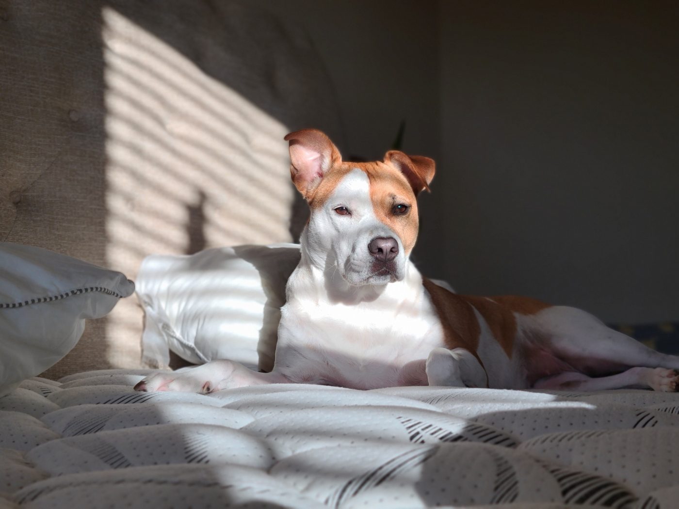 15 Most Adaptable Dog Breeds for Various Climates - iHeartDogs.com