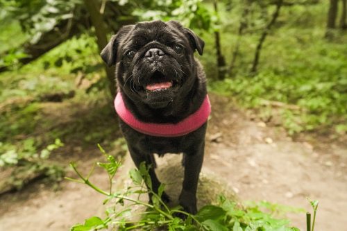 15 Dog Breeds with the Most Expressive Faces - iHeartDogs.com