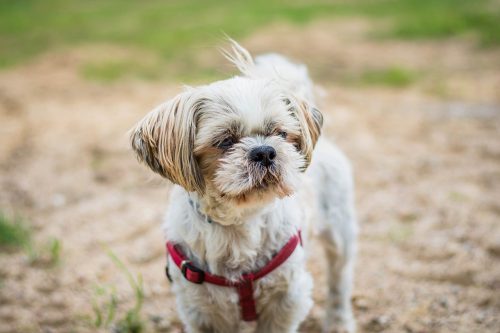Top 23 Laziest Dog Breeds for Relaxed Owners - iHeartDogs.com