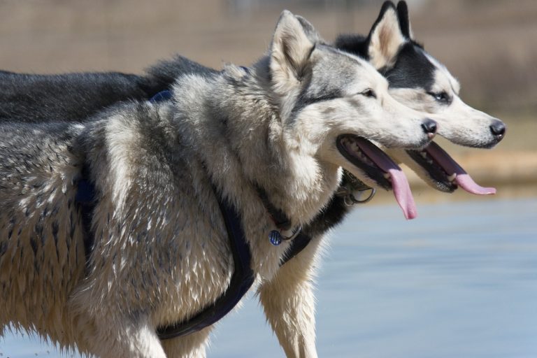 10 Best Dog Breeds for Joggers - iHeartDogs.com