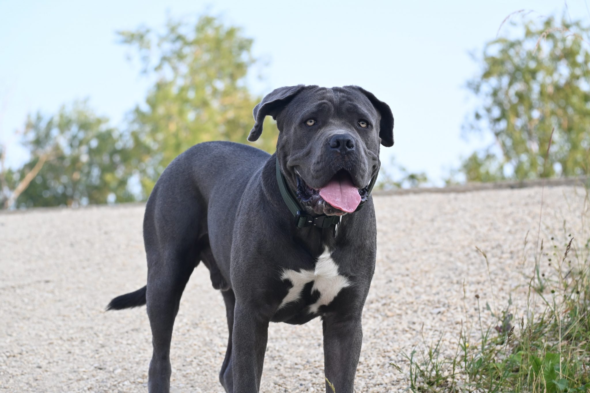 How Much Does a Cane Corso Bark? - iHeartDogs.com
