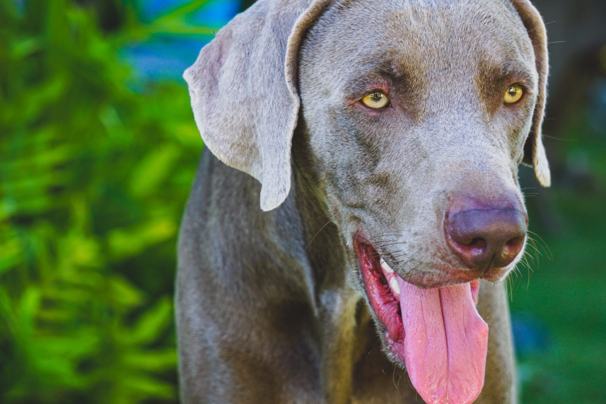 Ideal Diet for Weimaraners - The Ultimate Weimaraner Feeding Guide ...