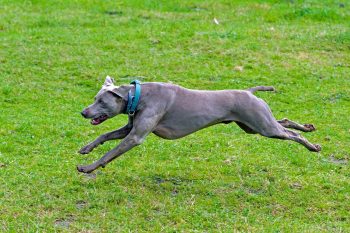 15 Dog Breeds with the Most Impressive Jumping Abilities - iHeartDogs.com