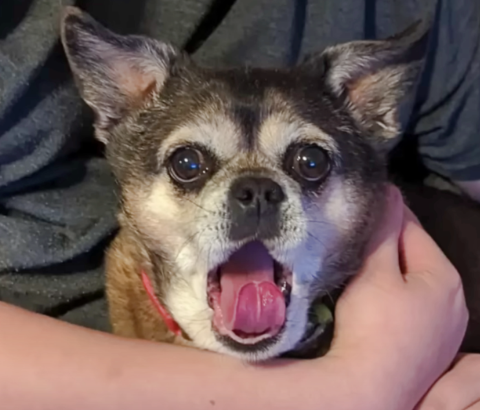 Pug And Chihuahua Got Together And Had This 'Goofy-Lookin' Creature ...
