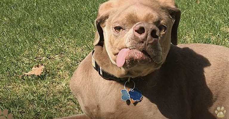 Unsightly Dog With Crooked Head, Weakly Wagged Tail As Needle Advanced ...