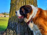 If You're a Taurus, Here's The Best 10 Dog Breeds For You - iHeartDogs.com