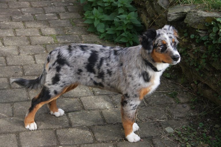 12 Best Dog Breeds for Someone with Autism - iHeartDogs.com