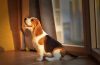 12 Best Dog Breeds for Someone with Autism - iHeartDogs.com