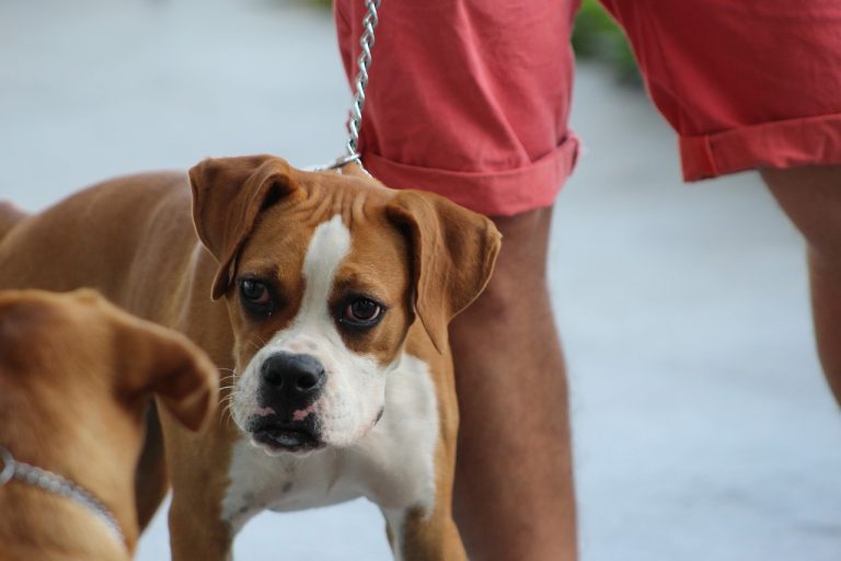 If You're a Leo, Here's The Best 10 Dog Breeds For You - iHeartDogs.com