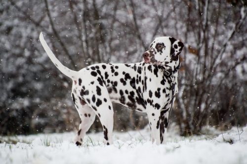 Male & Female Dalmatian Weights & Heights by Age - iHeartDogs.com