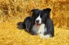 12 Best Dog Breeds for Someone with ADHD - iHeartDogs.com