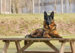 12 Ideal Dog Breeds for Individuals with Physical Disabilities ...