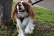 If You're a Taurus, Here's The Best 10 Dog Breeds For You - iHeartDogs.com